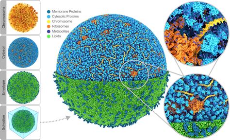 Molecular Dynamics Simulation Of An Entire Cell Glycopedia