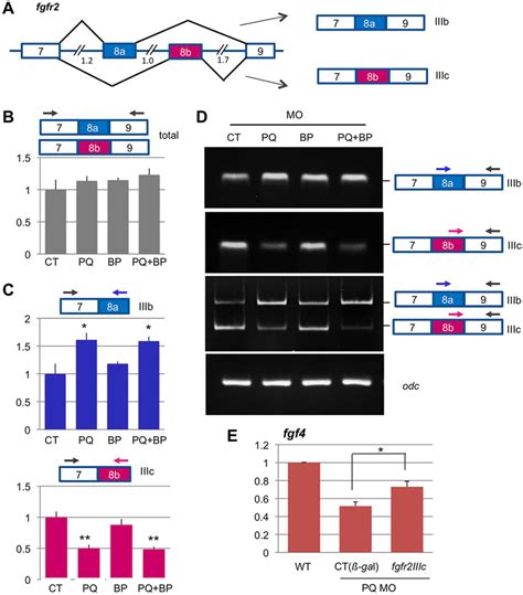 Alternative Splicing Pattern Of Fgfr2 Exon 8ab Is Altered By Pqbp1