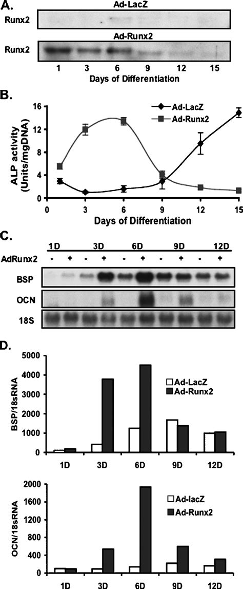 Gene Transfer Of The Runx2 Transcription Factor Enhances Osteogenic Activity Of Bone Marrow