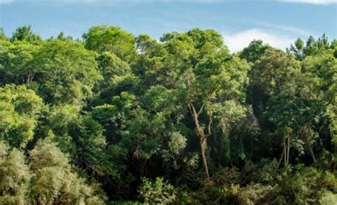 Plantarán Más De 36000 árboles En La Selva Misionera Weekend