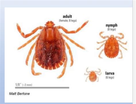 Parasites Vectors And Host Relationships In Parasitology Flashcards