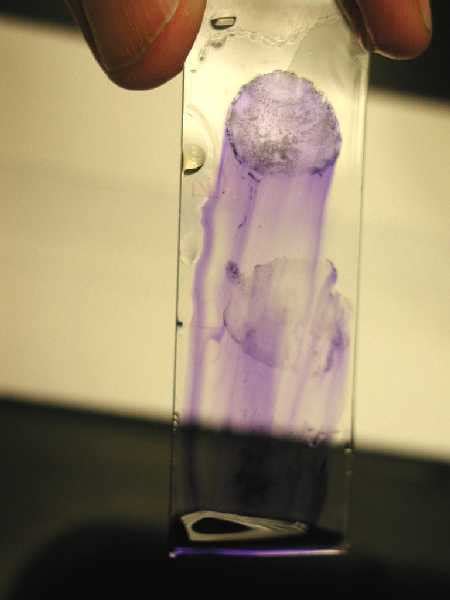 Microbiology Stains At Best Price In Gurugram Haryana Mbkg