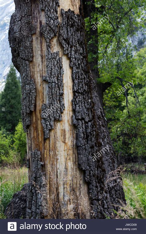 Black Oak Tree High Resolution Stock Photography And Images Alamy