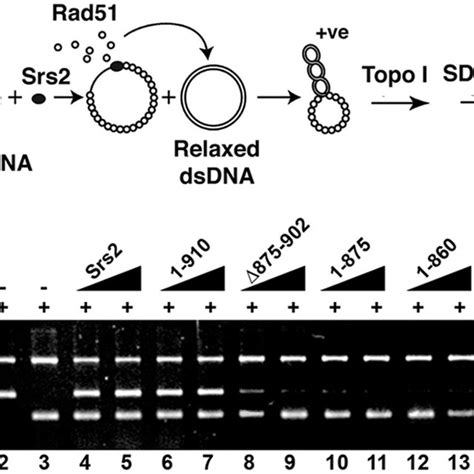 Rad51 Presynaptic Filament Disruption As Measured By A Download