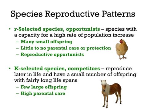 Ppt R And K Selected Species Powerpoint Presentation Free Download Id 3195288