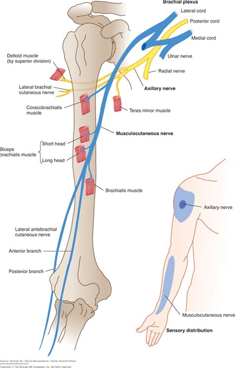 Appendix C Spinal Nerves And Plexuses Neupsy Key