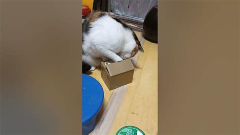 고양이와 고양이 저금통3 Youtube