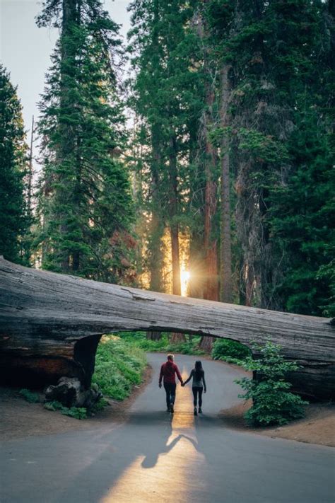 TREE TUNNELS YOU CAN WALK OR DRIVE THROUGH IN CALIFORNIA Smilkos Lens
