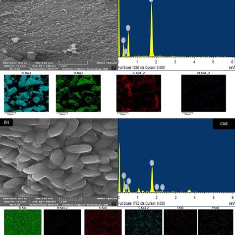scanning electron micrographs sem and edx spectrum of a activated