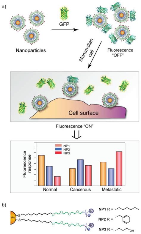 Surface Functionalization Of Nanoparticles For Nanomedicine Abstract Europe Pmc