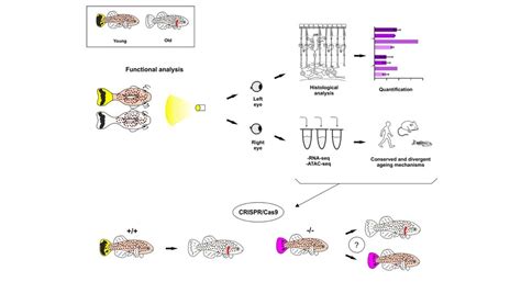 Killifish — Zebrafish Ucl