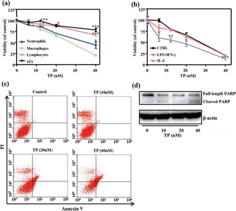 Full Article Antitumor Properties Of Triptolide Phenotype Regulation