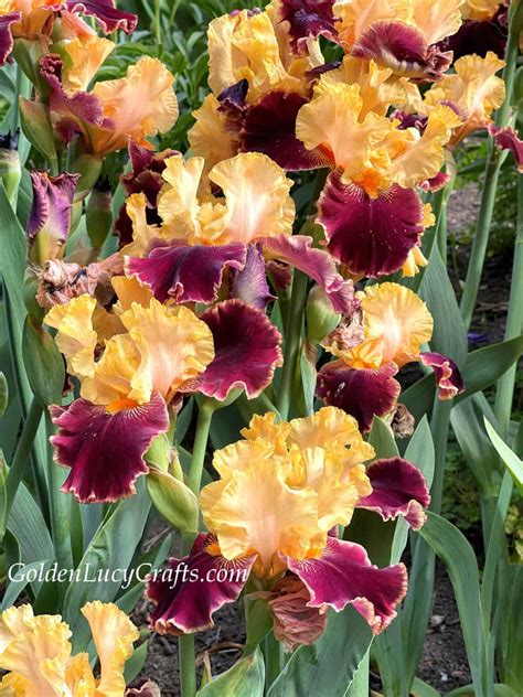 Iris Applique Free Crochet Pattern Goldenlucycrafts