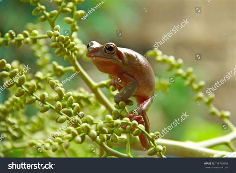 Tree Frog Dumpy Frogs Stock Photo 746770792 Shutterstock