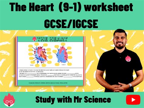 Heart Worksheet Biology Igcse Gcse Pdf Teaching Resources