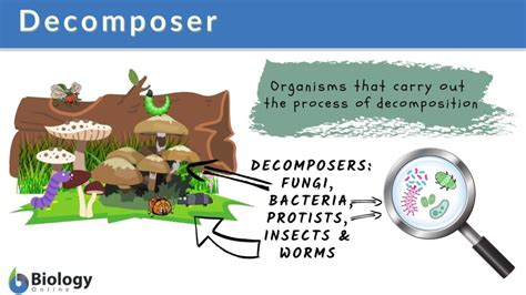 Examples Of Decomposers In Ecosystems