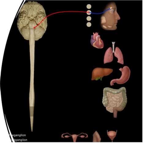 Infratemporal Region