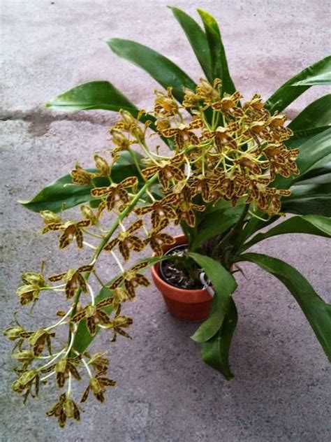 Grammatophyllum Scriptum Bell Orchid World Of Flowering Plants