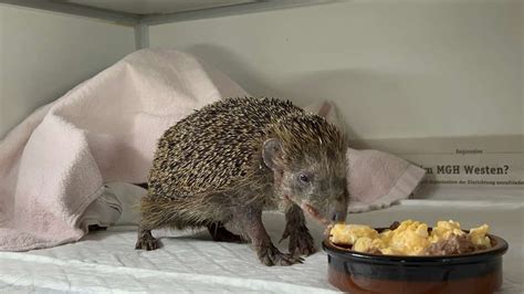 Noch Einmal Satt Essen Trauer Um Tod Von Igel Opa Stubbe