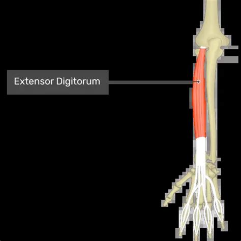 Medial Rectus Muscle Origin Insertion Function Exercise