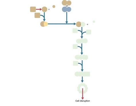 Terminal Complement Pathway Quiz