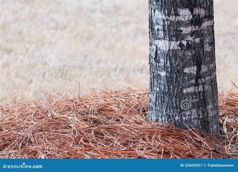 Fall Yard Stock Image Image Of Maple Grass Tree Fall 52603927