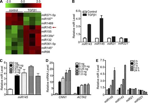 TGF 1 Induced MiR143 145 Expression In HCASM A Heat Map Illustrating