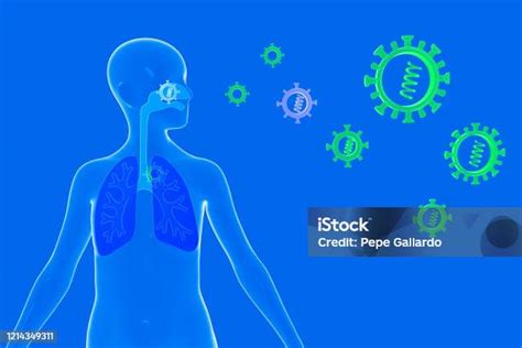 인간의 호흡기 와 그것을 입력 할 수있는 바이러스와 박테리아와 단순화 인간의 해부학의 3d 그림 이비인후과의사에 대한 스톡 사진 및 기타 이미지 Istock