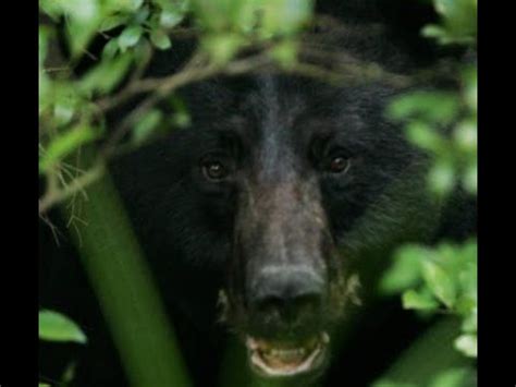 The Predatory Bear Attack On Darsh Patel Youtube