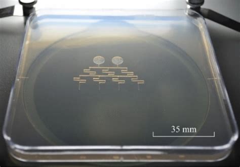 The Fabricated Microfluidic Device Gradient Mixer On Agarose Hydrogel