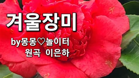 🎶겨울장미🌹미스트롯3 💗정서주💖 응원합니다 Youtube