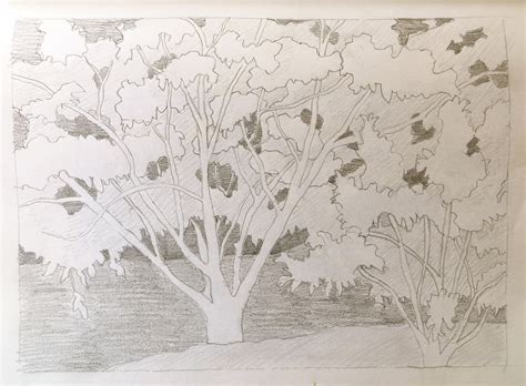 The Painted Prism SKETCHBOOK ASSIGNMENT Trees Leaves Exercises To Try