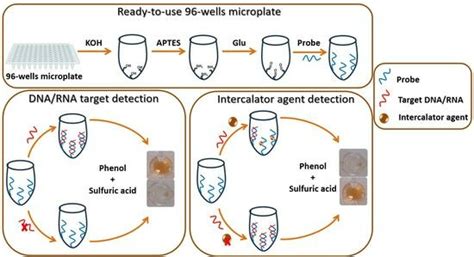 Development Of An Innovative Colorimetric Dna Biosensor Based On Sugar