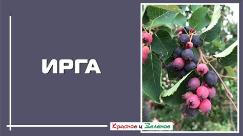 ИРГА. Знакомая незнакомка - YouTube