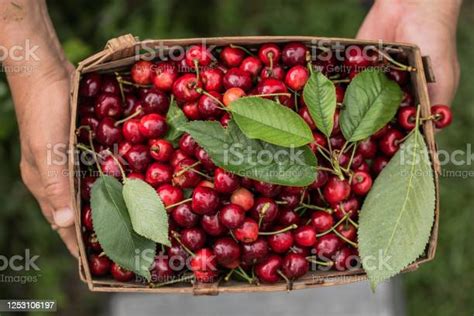 갓 수확한 체리 나 메리의 빨대 상자를 들고 있는 남자의 손 과일에 대한 스톡 사진 및 기타 이미지 과일 나무 나뭇가지 Istock