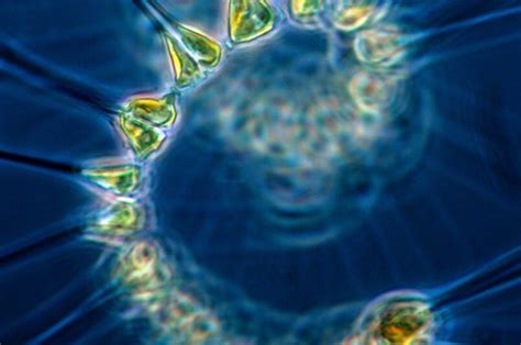 Newly Developed Macromolecular Model Of Phytoplankton Could Have