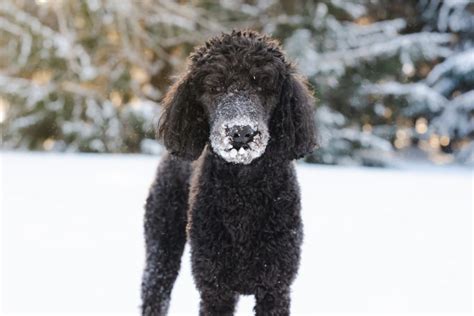 17 Poodle Breeders In California Best Golden State Breeders