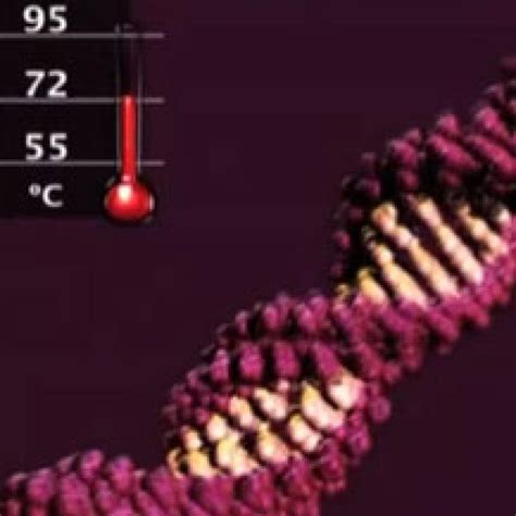 Dna Cloning With Plasmids