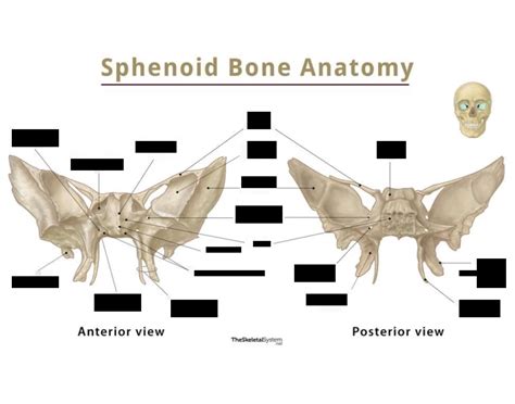 Sphenoid Bone Quiz