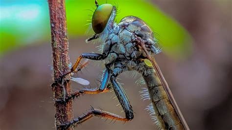 Gcam Lmc84 R18 Config 📷everyday Is Macro Day🐞 Youtube