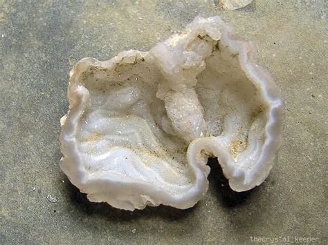 Clam Shell Fossil W Crystal Inside 32076604