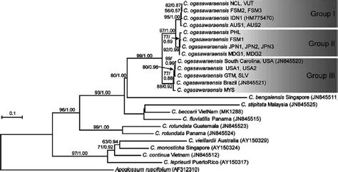 ml tree inferred from the rbc l gene sequences bootstrap values for ml