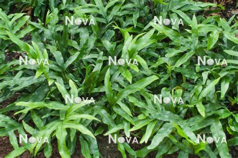 Microsorum Diversifolium