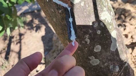 태국 고무나무 라텍스 채취현장 Youtube