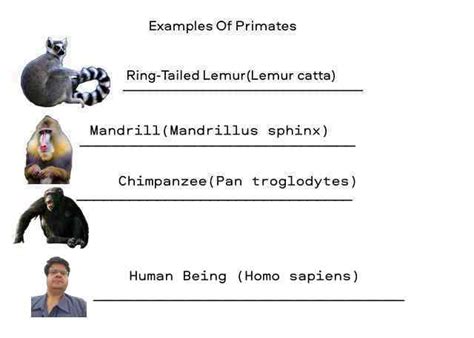 What Are Primates