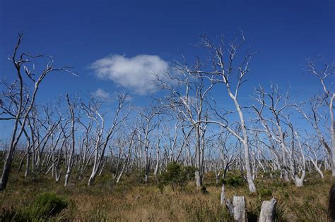 Tree Blue Burned Free Photo On Pixabay Pixabay