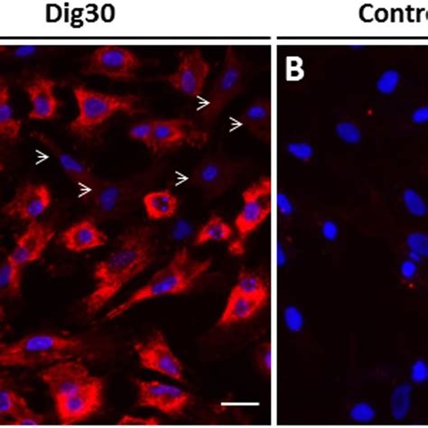 Morphology Of The Permeabilized Cells Over The Time Post Resealing