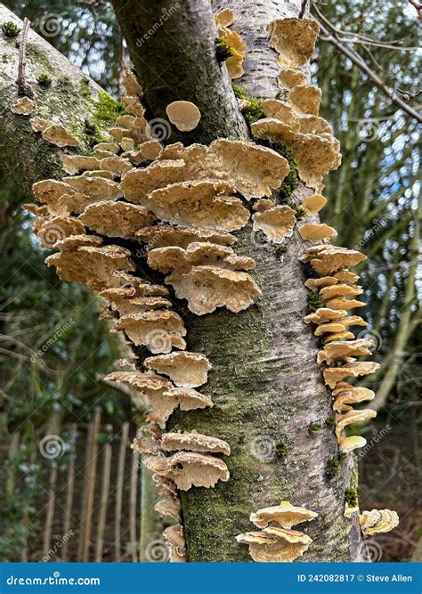 Polypore Or Bracket Fungi Stock Image Image Of Forest 242082817