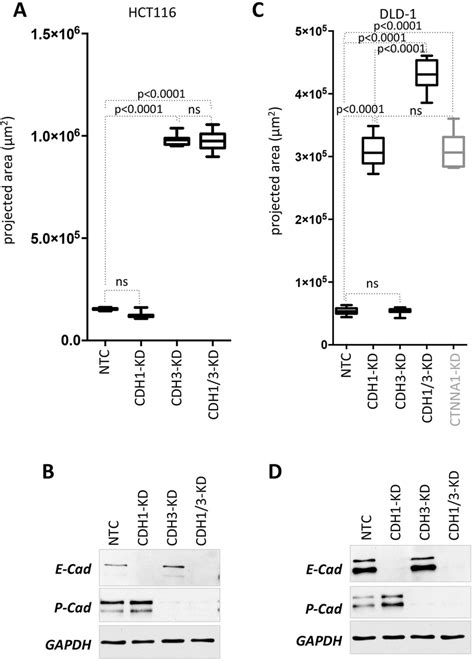 Effect Of Double Versus Single Knockdowns In Hct116 And Dld 1 Cells