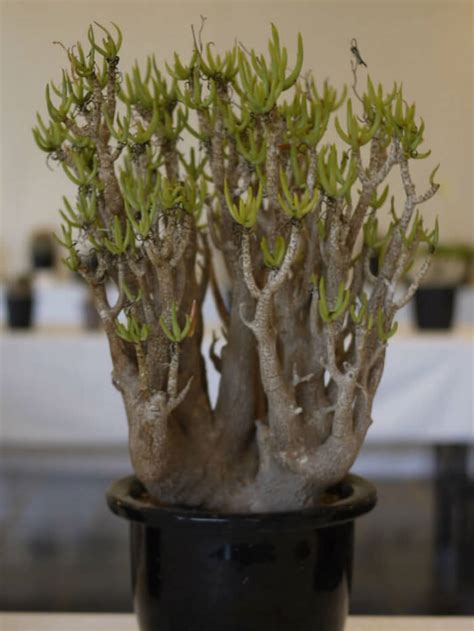 13 Adorable Dwarf Trees You Can Grow Inside Your Home